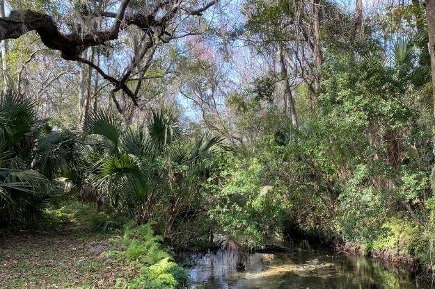A Land Remembered, a Beloved Florida Book • Authentic Florida