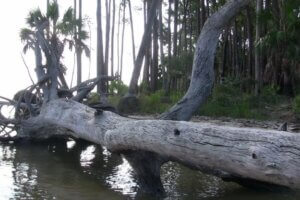 A Visit to St. Vincent National Wildlife Refuge