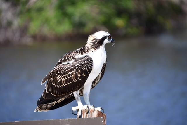 Explore & Adventure in Biscayne National Park