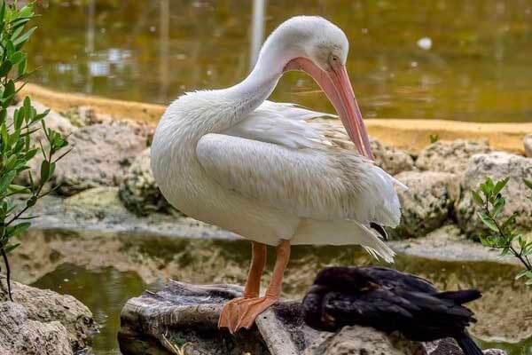 Key Largo: A Fun Florida Upper Keys Road Trip - Authentic Florida