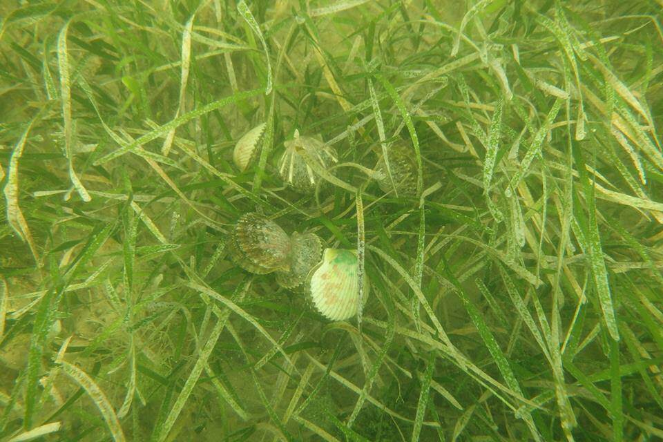 The 2023 Florida Scalloping Season Guide • Authentic Florida