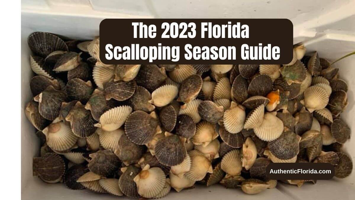 The 2023 Florida Scalloping Season Guide • Authentic Florida