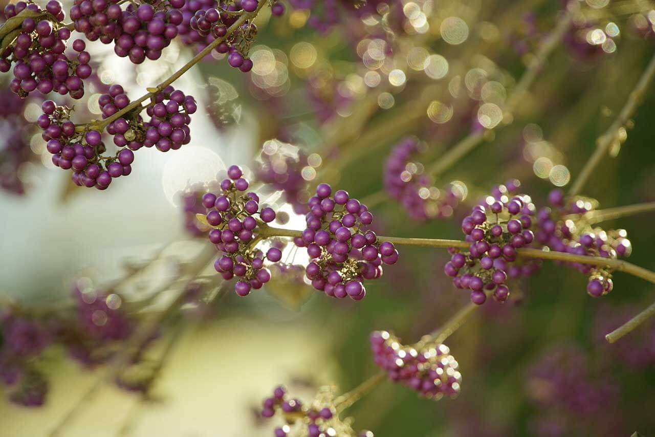 Time to Make Authentic Florida Beautyberry Jelly