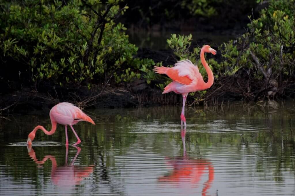 Exploring the Extraordinary Florida Everglades • Authentic Florida