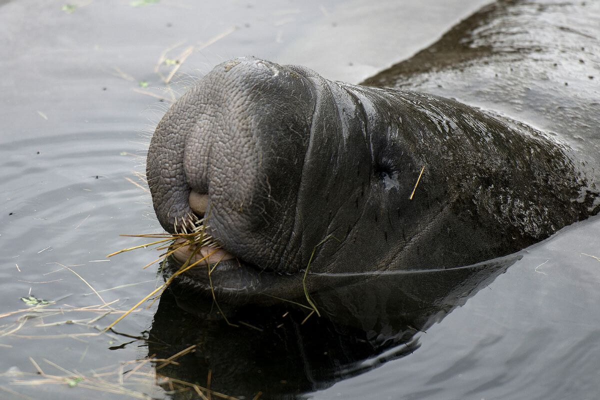 Exploring the Extraordinary Florida Everglades • Authentic Florida
