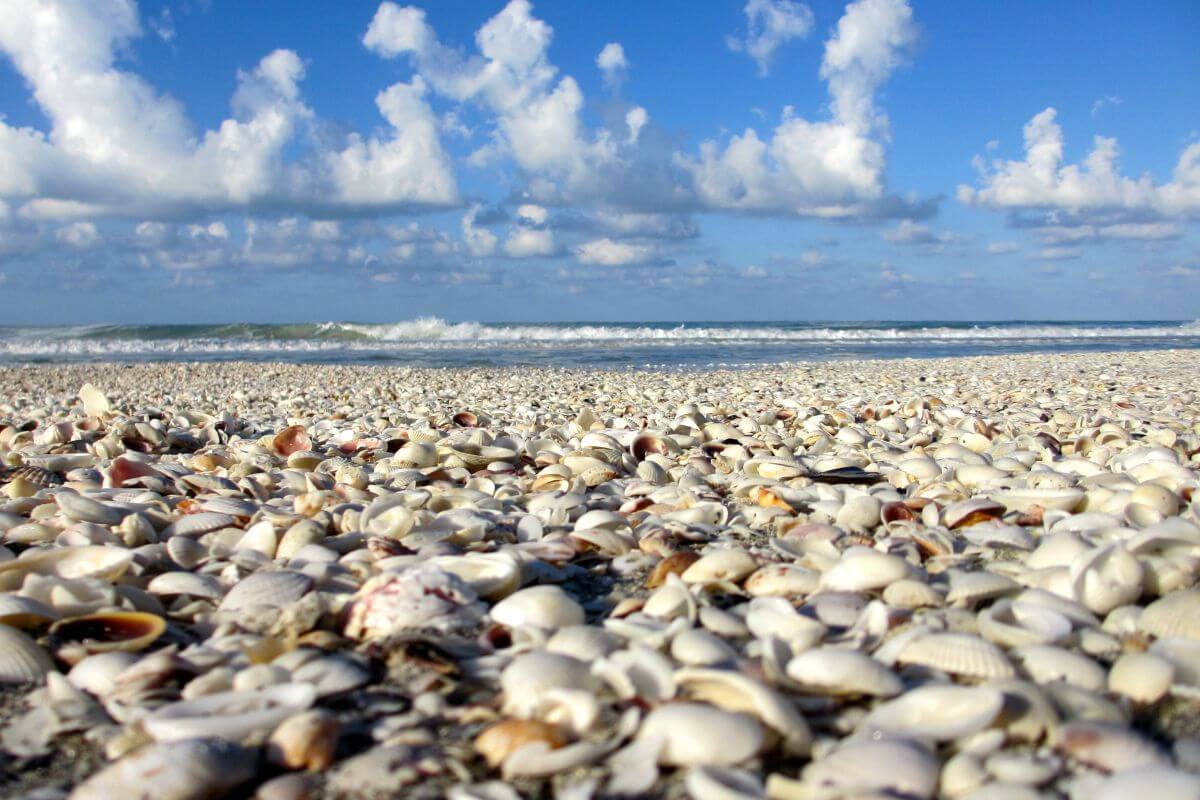 Let's Shellebrate Shelling in Southwest Florida! • Authentic Florida