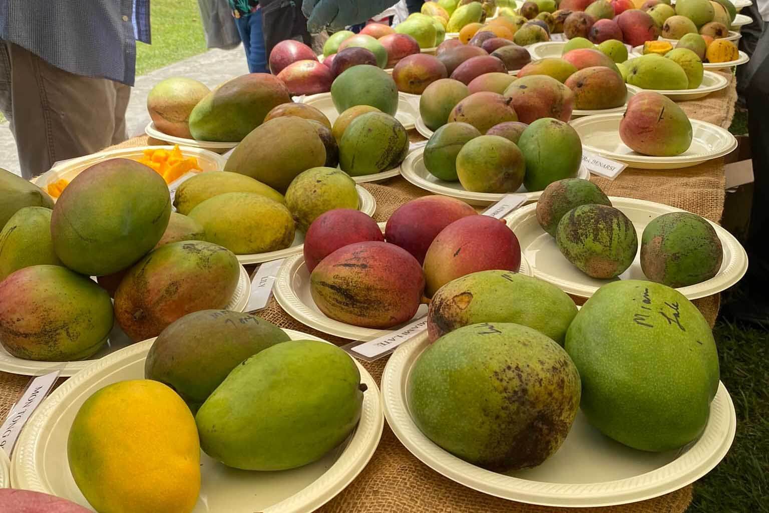 An Authentic Florida Mangos Road Trip - 2023