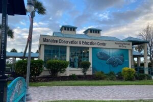 15 Great Places To See Florida Manatees * AuthenticFlorida.com