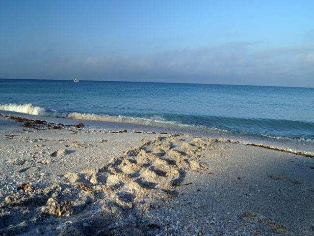 Don't Miss a 2023 Florida Sea Turtle Walk • Authentic Florida