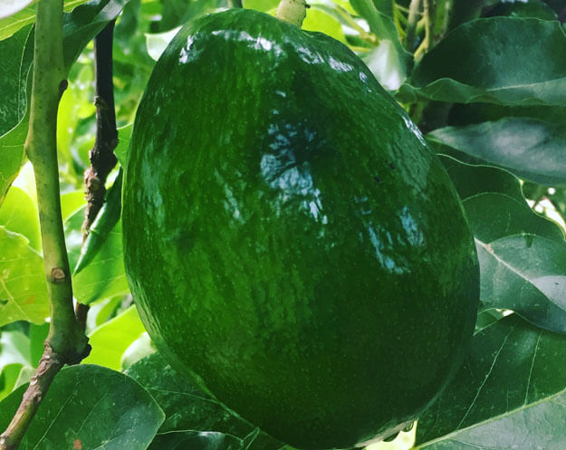 What Makes Florida Avocados Delicious! • Authentic Florida