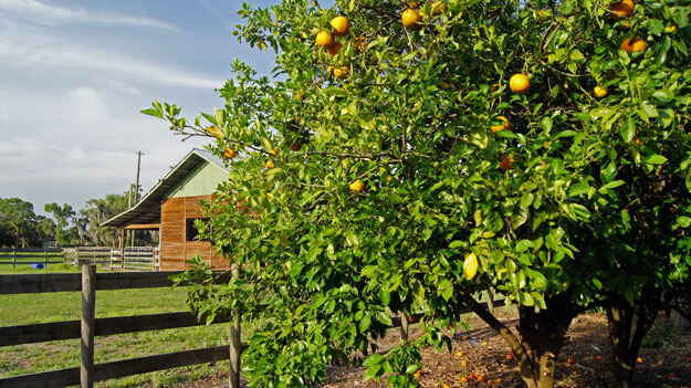 Wild About Citrus: How to Grow Your Own Citrus in Your Backyard