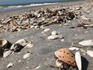 A Beginner’s Guide to Identifying Common Florida Seashells