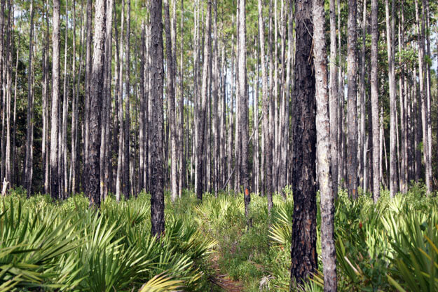 A Visit to Ocala National Forest • Authentic Florida