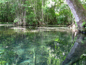 Wacissa River: An Authentic Florida Outdoor Adventure • Authentic Florida