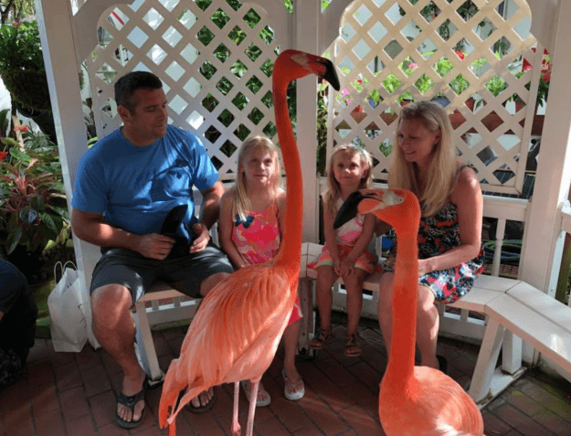 15+ Best Places to See Flamingos in Florida • Authentic Florida