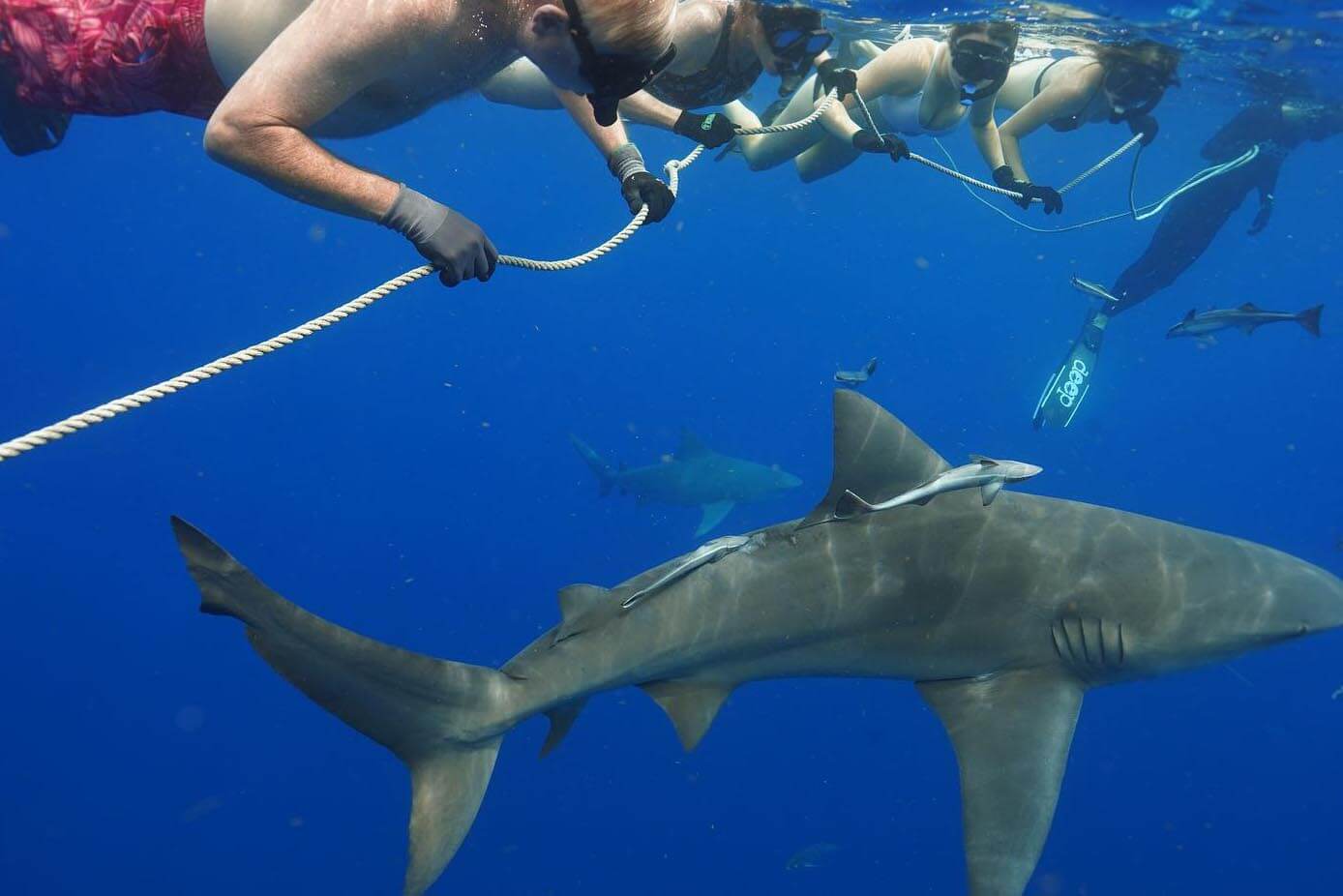 10 Best Places to See Florida Sharks in 2023 - Authentic Florida