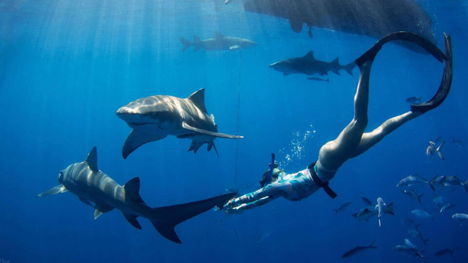 10 Best Places to See Florida Sharks in 2023 - Authentic Florida