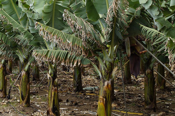 Grow Your Own Bananas in Florida With These Tips and Tricks