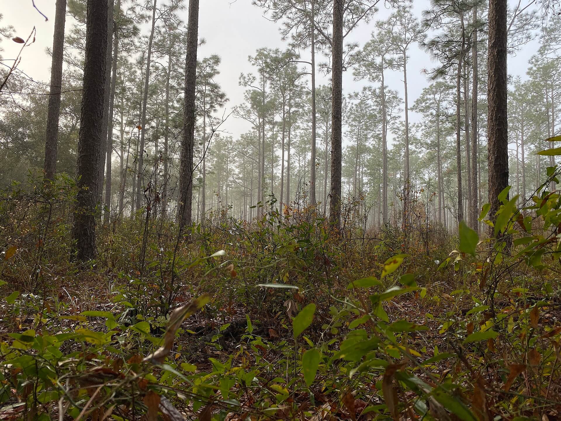 A Visit to Ocala National Forest • Authentic Florida