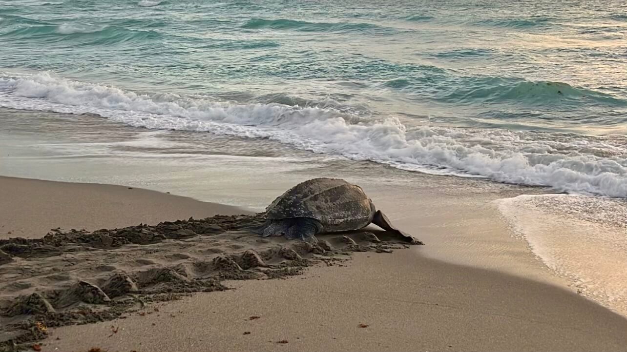 The 2023 Florida Sea Turtle Season is Back • Authentic Florida