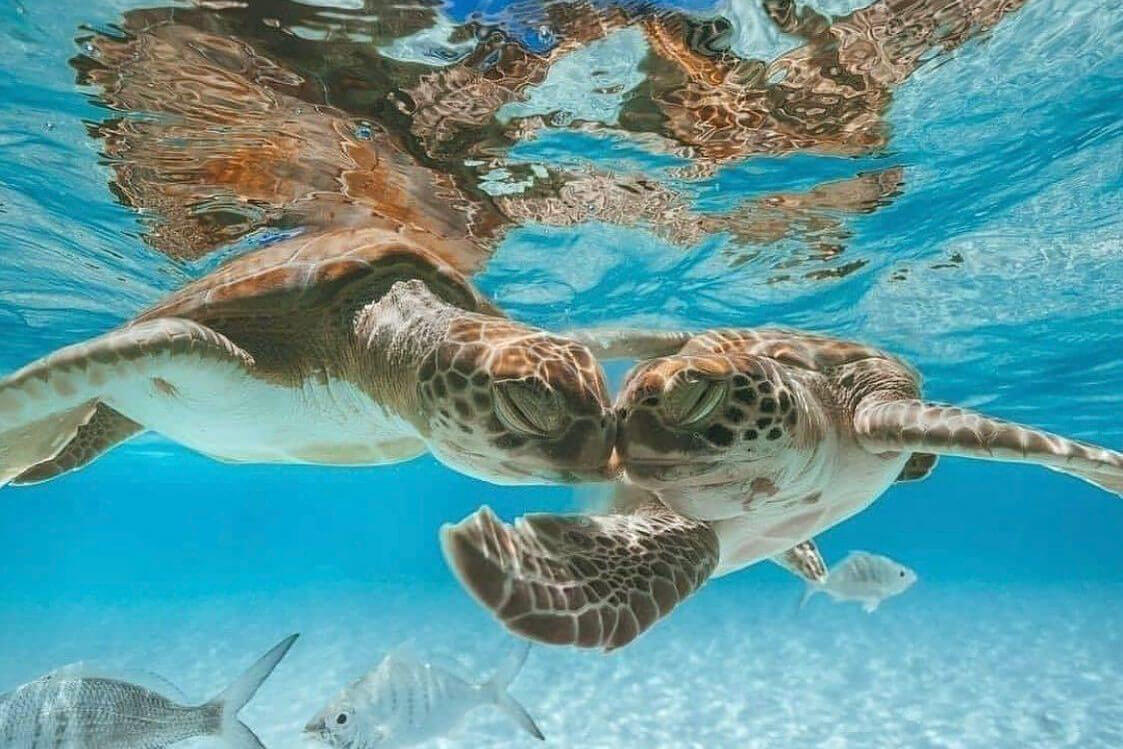 The 2023 Florida Sea Turtle Season is Back • Authentic Florida