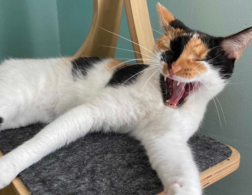 14 Cool Cat Cafes in Florida • Authentic Florida