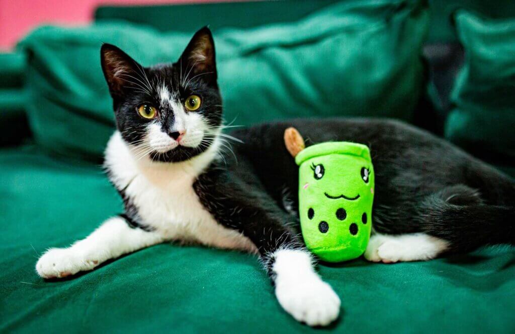 14 Cool Cat Cafes in Florida • Authentic Florida