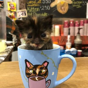 14 Cool Cat Cafes in Florida • Authentic Florida