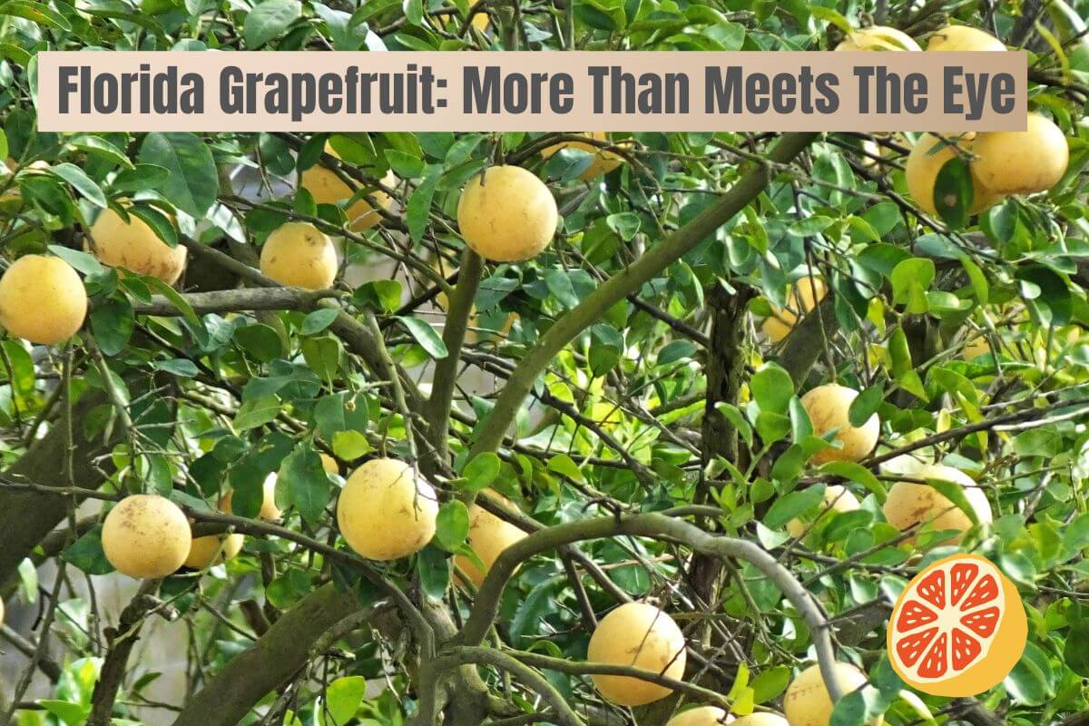 Florida Grapefruit 2023: More Than Meets The Eye