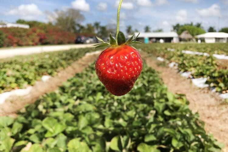 Knaus Berry Farm in Homestead is Home to Florida's Best Cinnamon Rolls