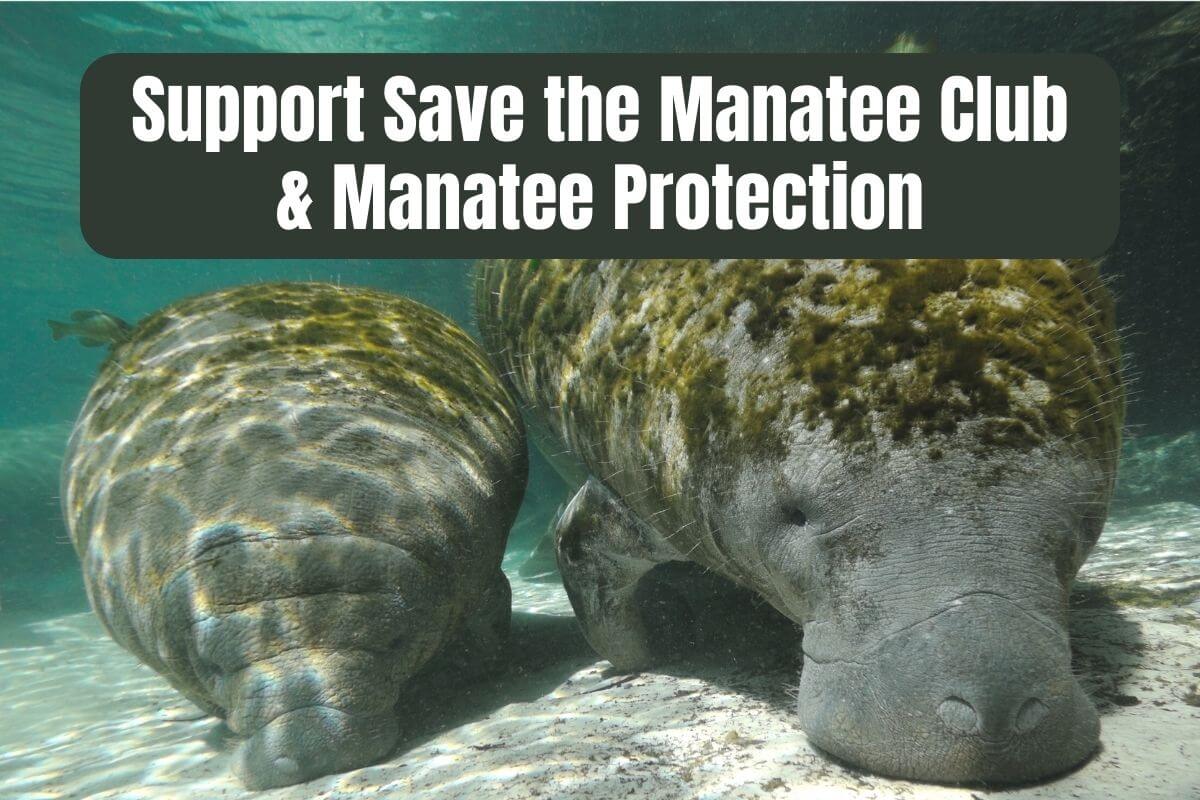 Save The Manatee