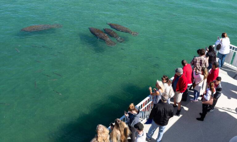 15 Great Places To See Florida Manatees in 2023