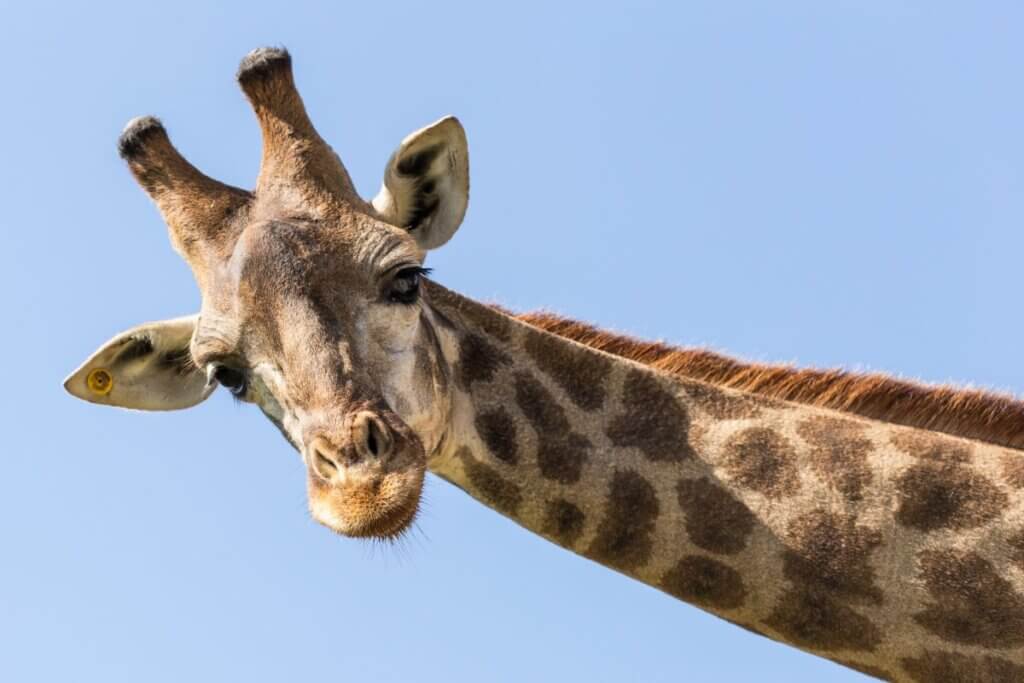 Unique Animal Encounters in Florida • Authentic Florida
