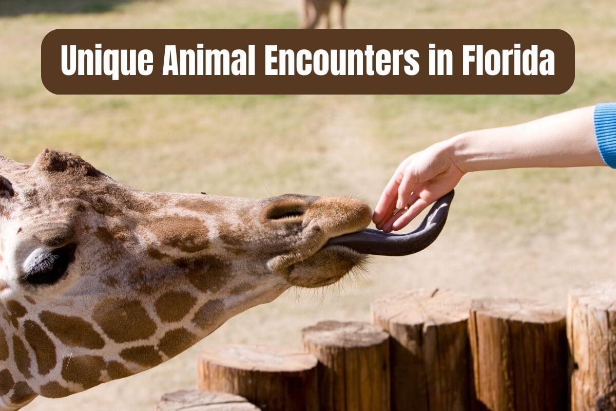 Unique Animal Encounters in Florida • Authentic Florida