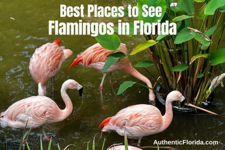 21+ Best Places to See Flamingos in Florida - As of September 2023 ...