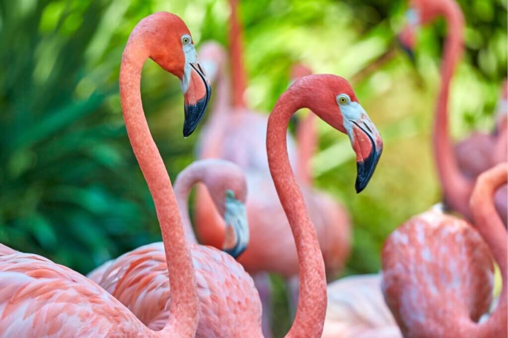 21+ Best Places to See Flamingos in Florida - As of September 2023 ...