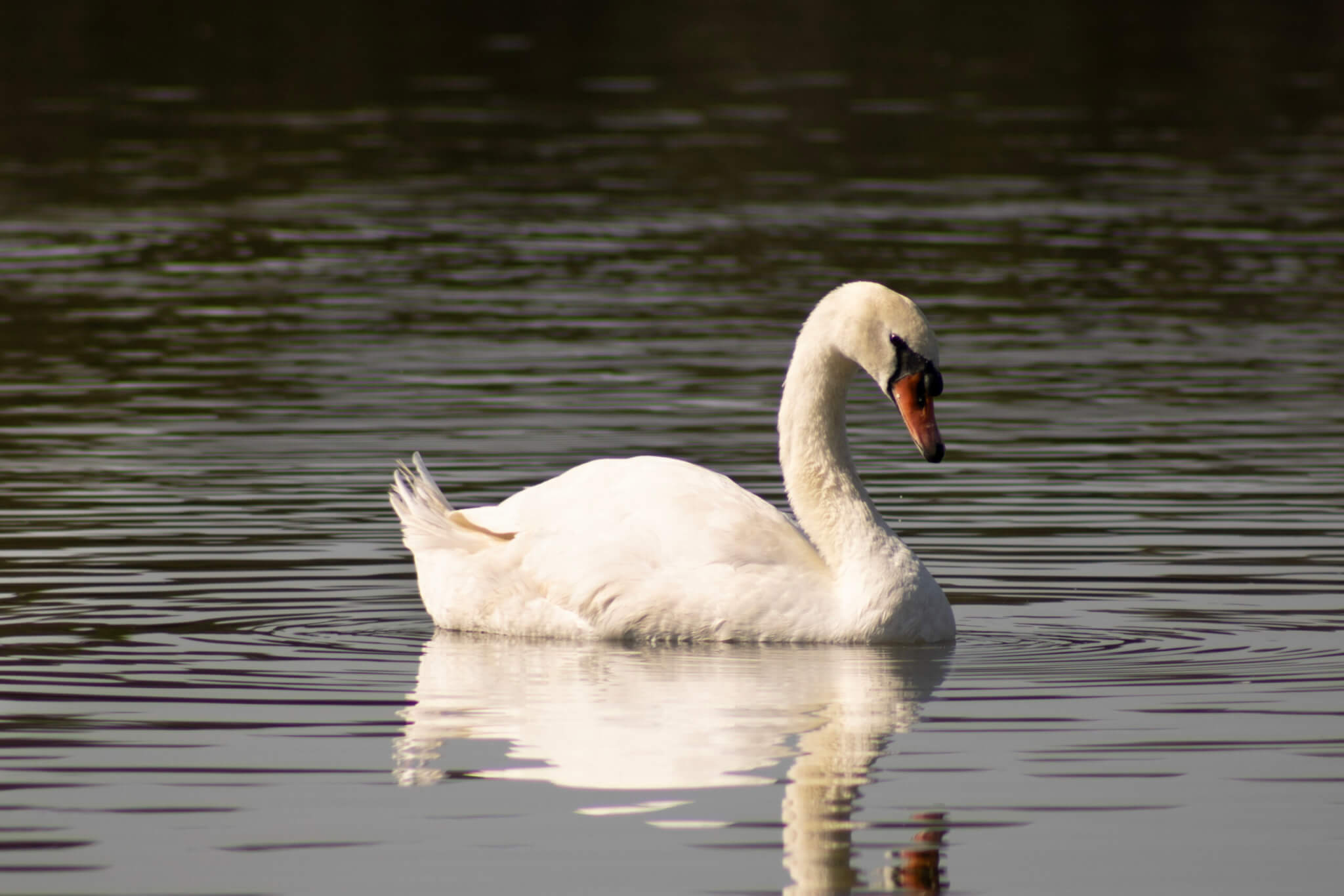 15 Best Things to Do in Lakeland • Authentic Florida