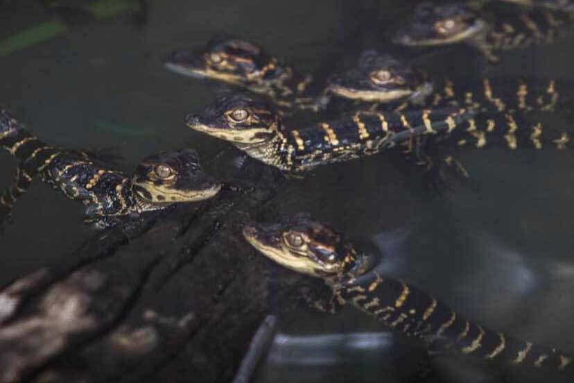10 Florida Alligator Parks You Won't Want to Miss • Authentic Florida