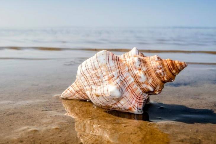A Beginner’s Guide to Identifying Common Florida Seashells