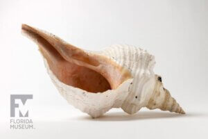 A Beginner’s Guide to Identifying Florida’s Most Common Seashells