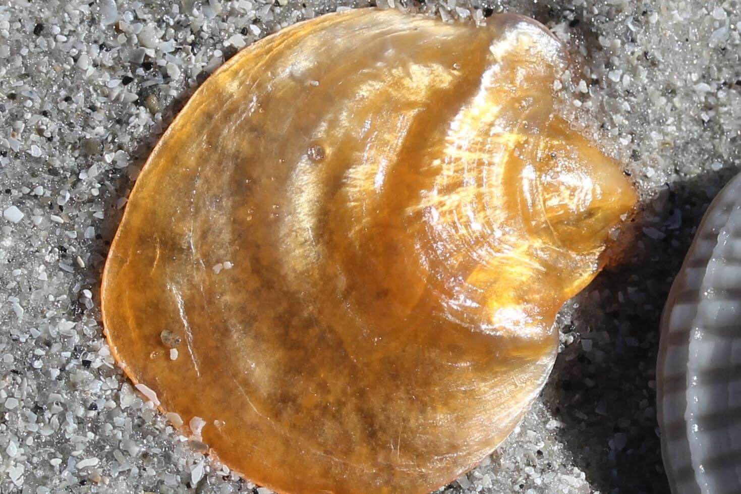 A Beginner’s Guide to Identifying Common Florida Seashells
