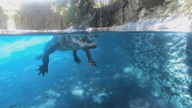 Swim with an Alligator in Homestead, FL • Authentic Florida