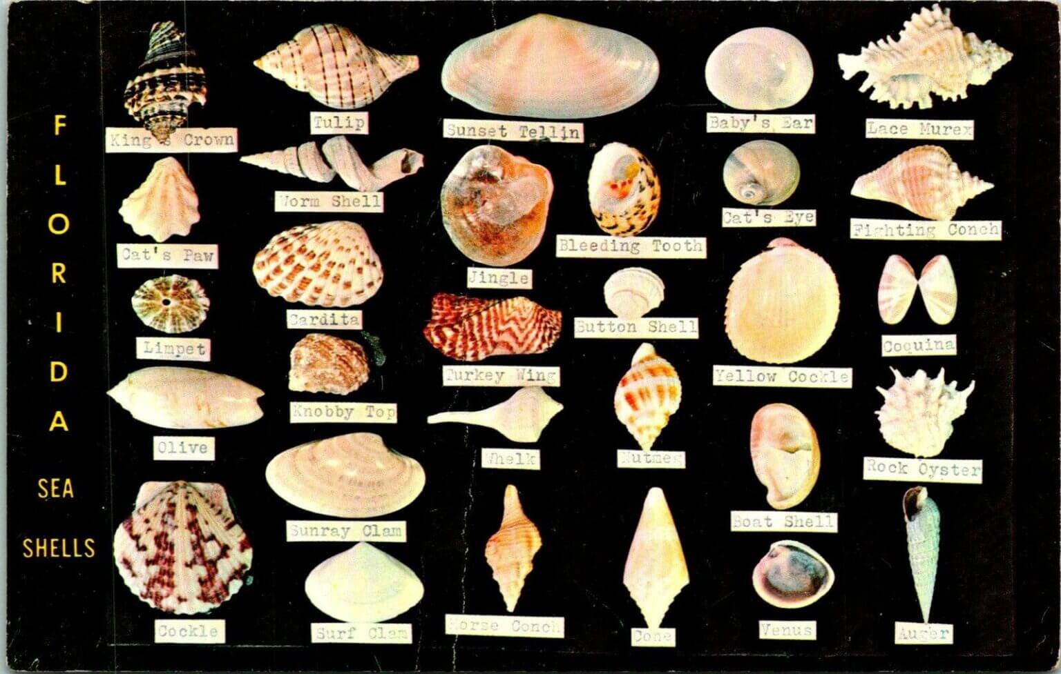 A Beginner’s Guide to Identifying Common Florida Seashells