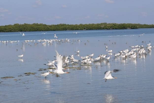7 Places to Discover in Florida's Ten Thousand Islands • Authentic Florida