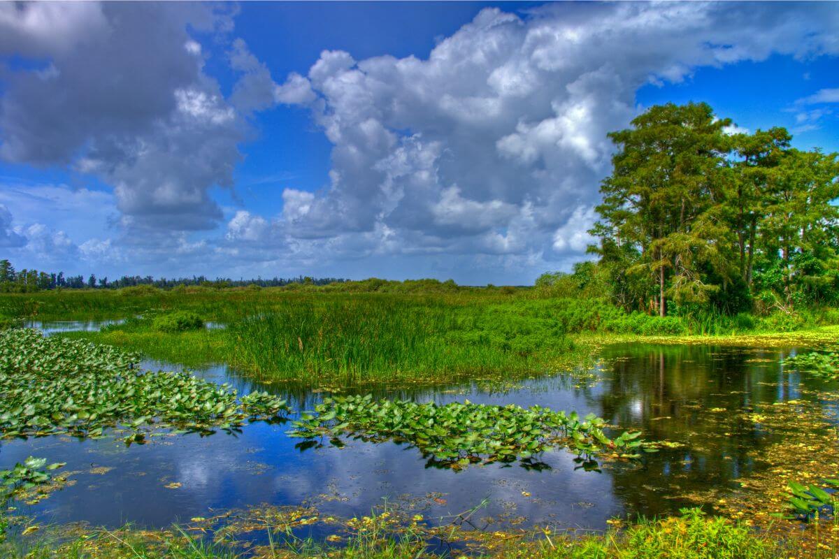 Exploring the Extraordinary Florida Everglades • Authentic Florida