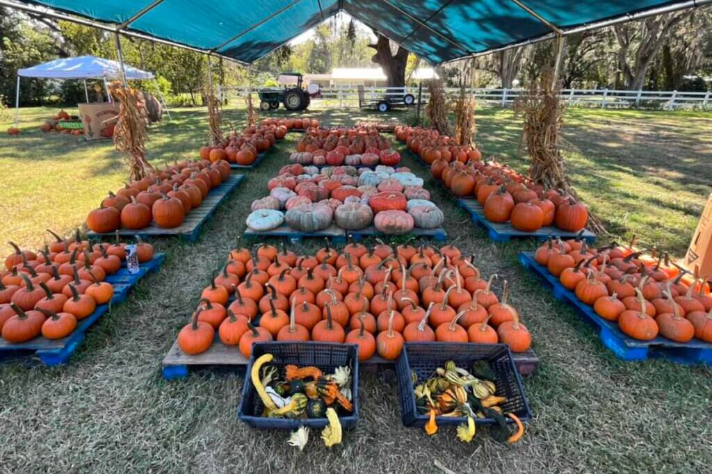 15 Best Fall Events in Florida in 2023 • Authentic Florida