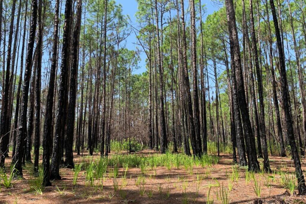 Best Things to Do in Tavares, FL • Authentic Florida