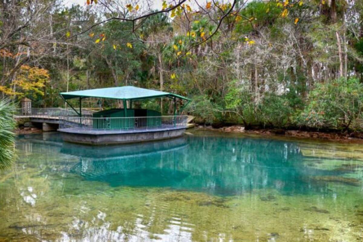 Our 19+ Favorite Freshwater Florida Springs for 2023 • Authentic Florida