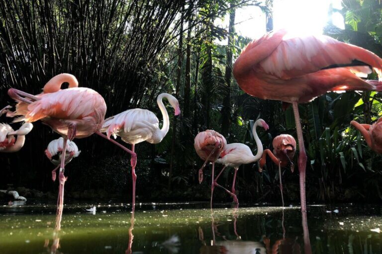 21+ Best Places to See Flamingos in Florida - As of September 2023 ...