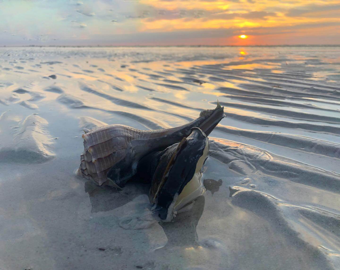 Sanibel Island Ultimate Trip Guide • Authentic Florida